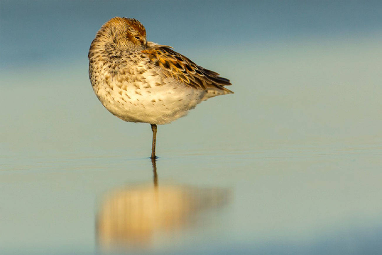 Audubon Society hosts a talk with photographer Tim Boyer in Kirkland ...