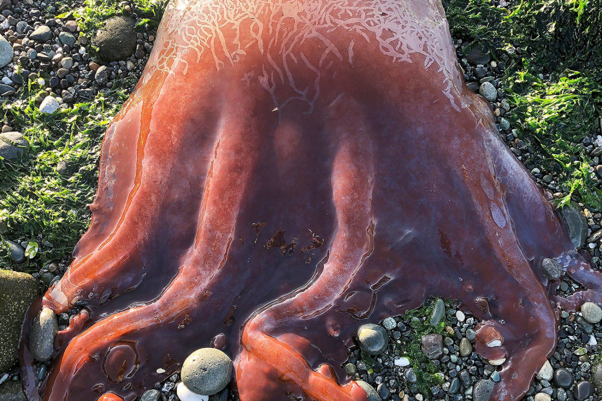 Possible rare ‘seven-armed octopus’ found on Whidbey beach | Kirkland ...