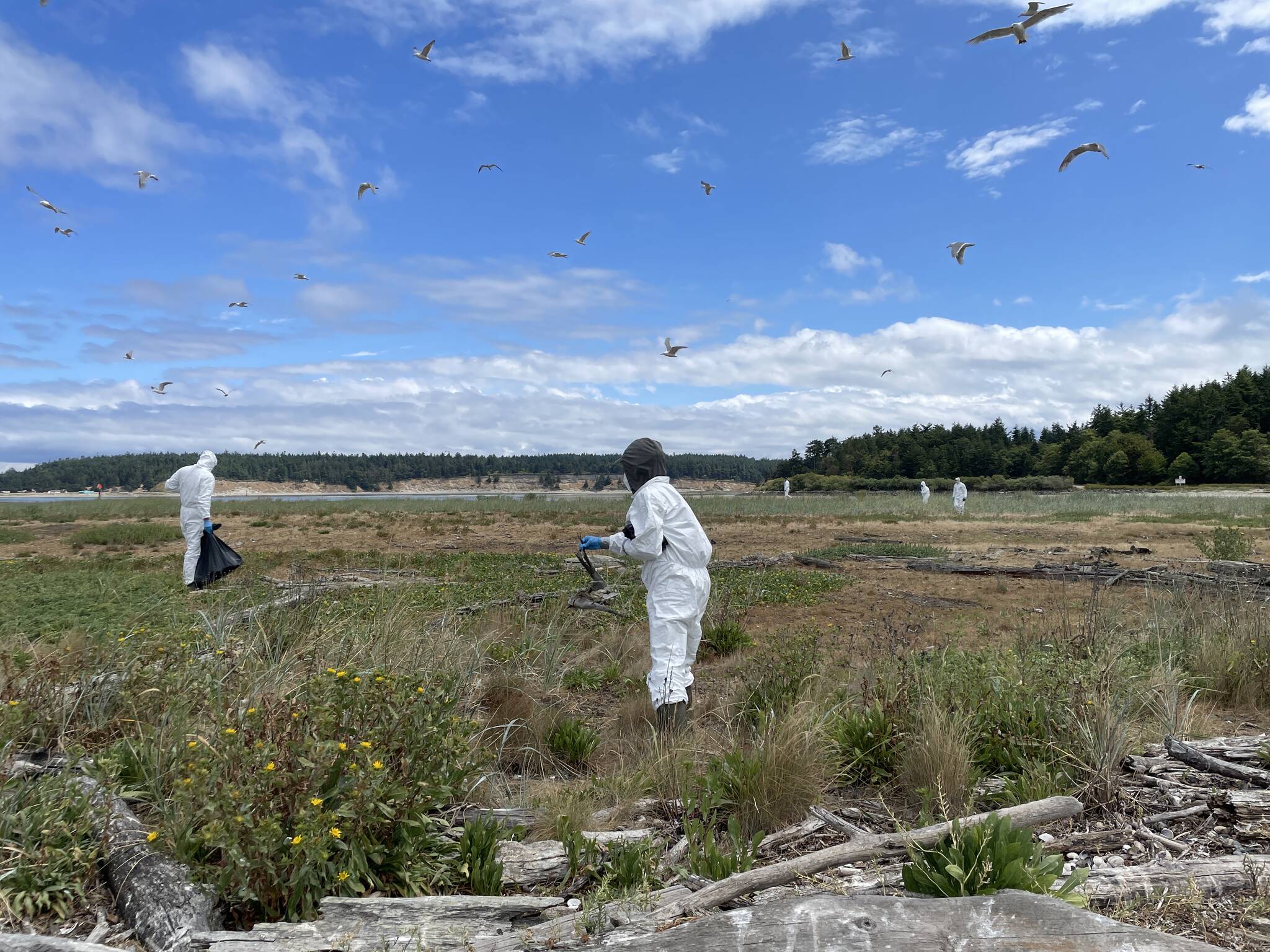 How to navigate the bird flu in Washington state | Kirkland Reporter